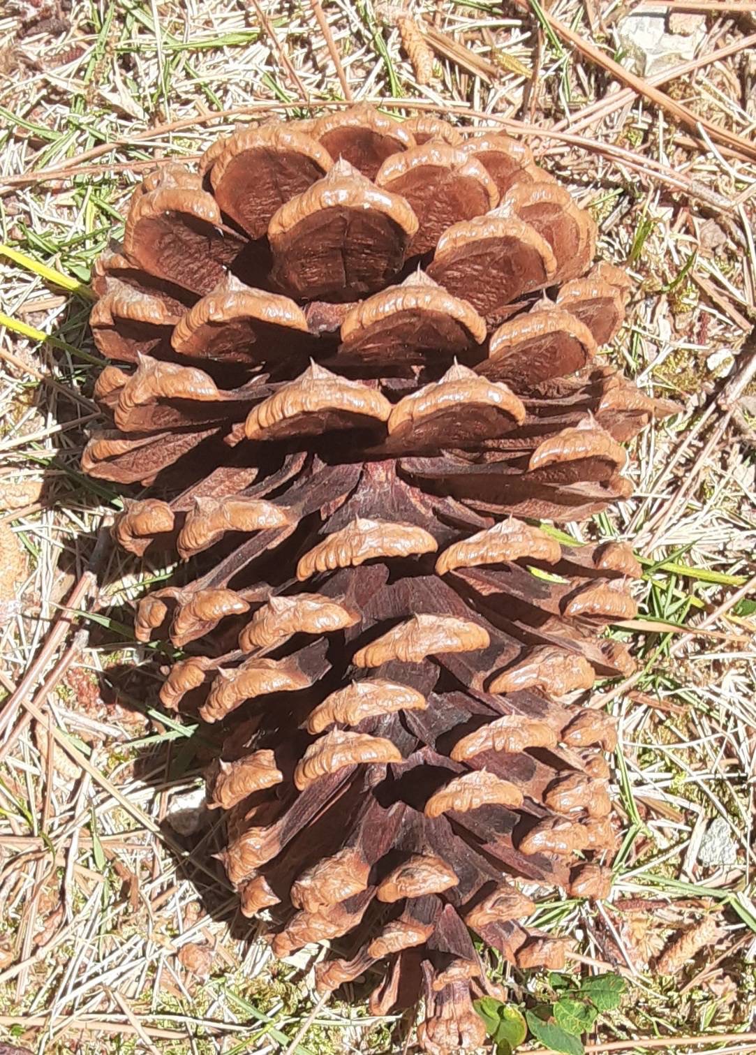 え～でるのHP(名古屋大学 軽音楽部 ジャズセクション)